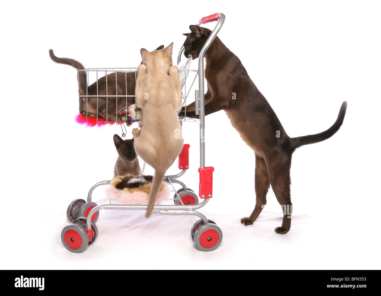 Cat shopping cart hi-res stock photography and images - Alamy