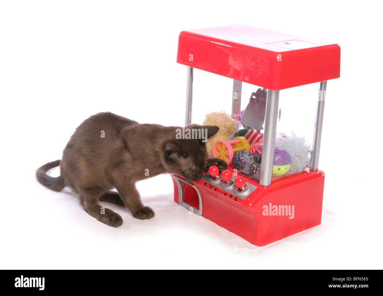 Cat grabbing toy hi-res stock photography and images - Alamy