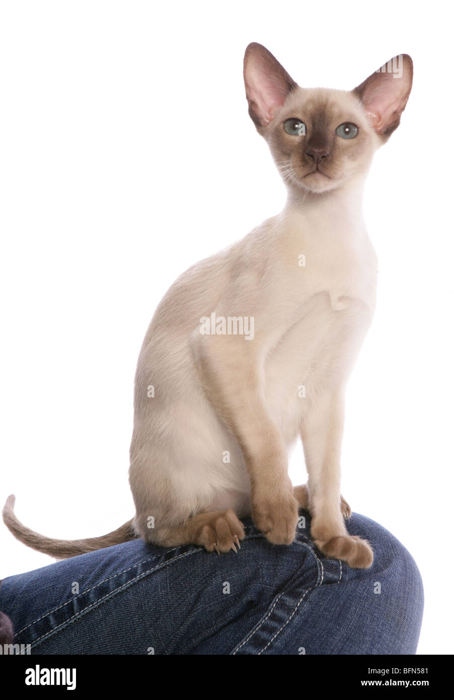 Tonkinese kitten hi-res stock photography and images - Alamy