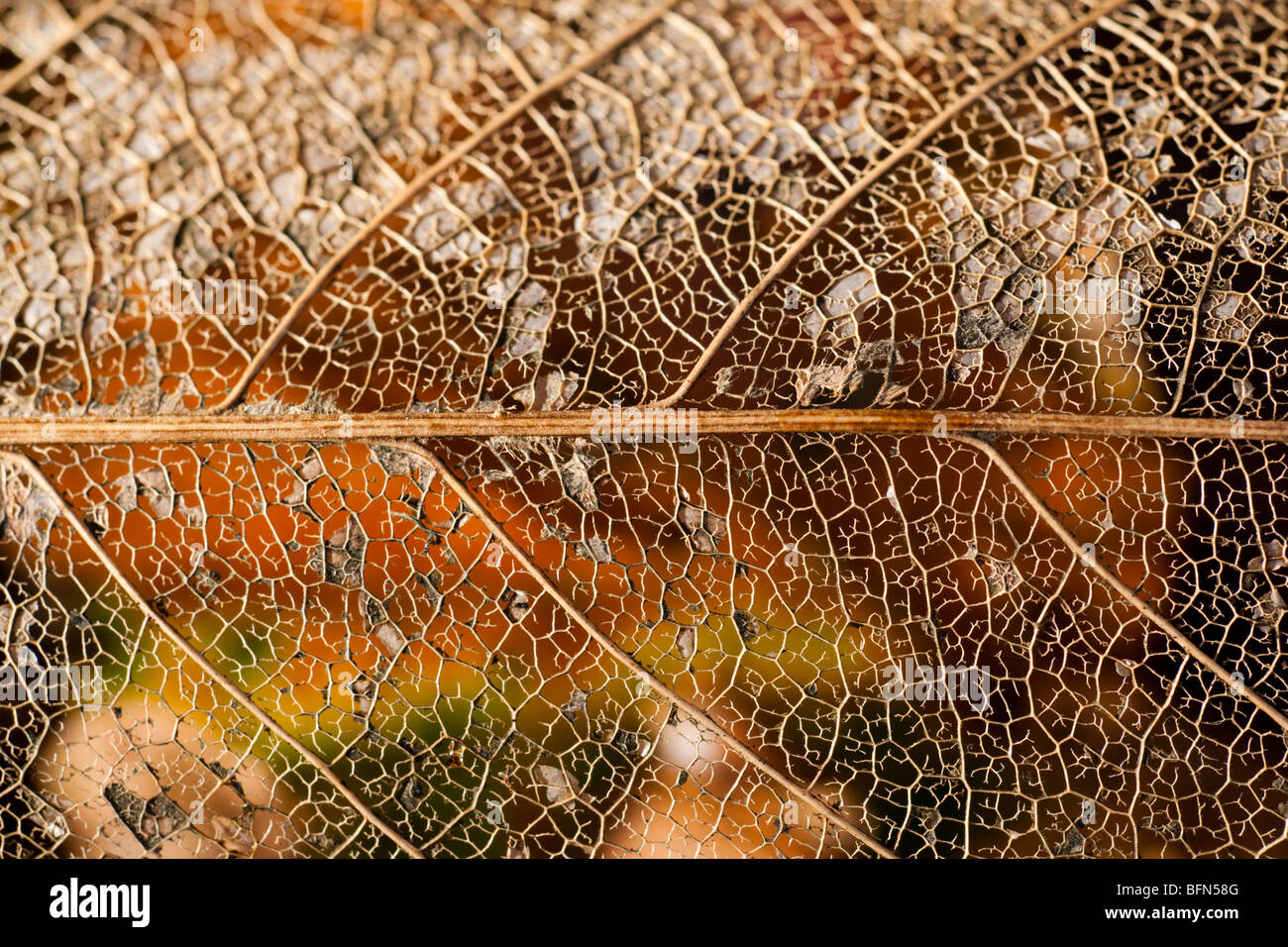 Leaf skeleton in sunlight with autumn leaves behind Stock Photo - Alamy