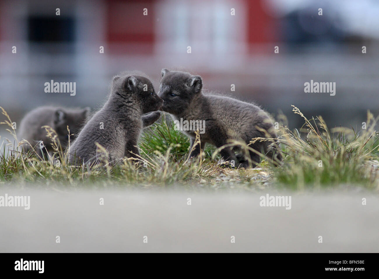 young arctic foxes playing on tundra Stock Photo - Alamy
