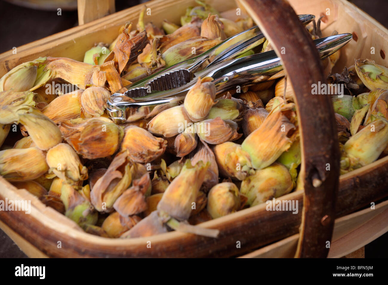 Freshly harvested in Kent, a trug full of cob nuts/hazelnuts with a ...