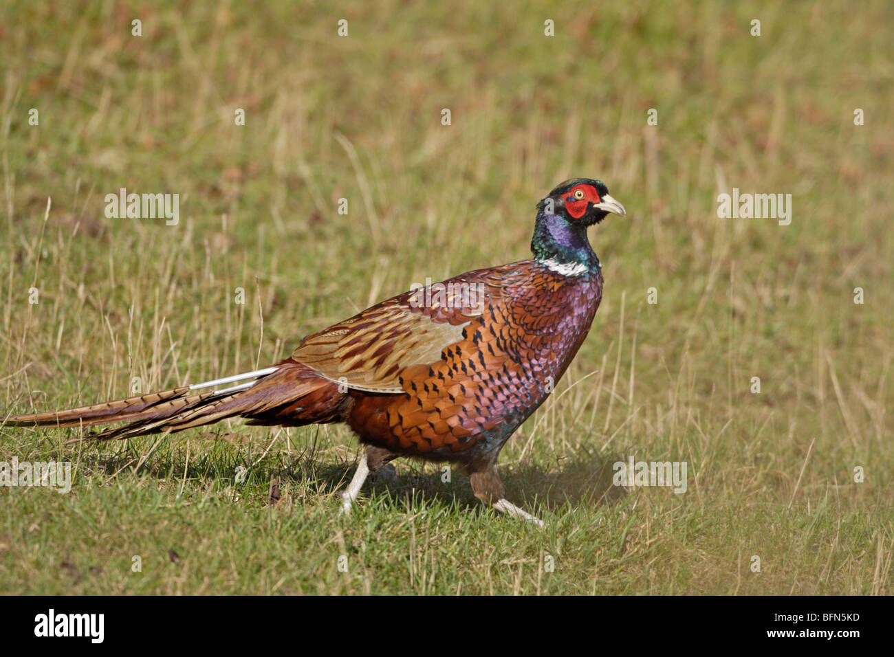 Male cock Common Pheasant Stock Photo - Alamy