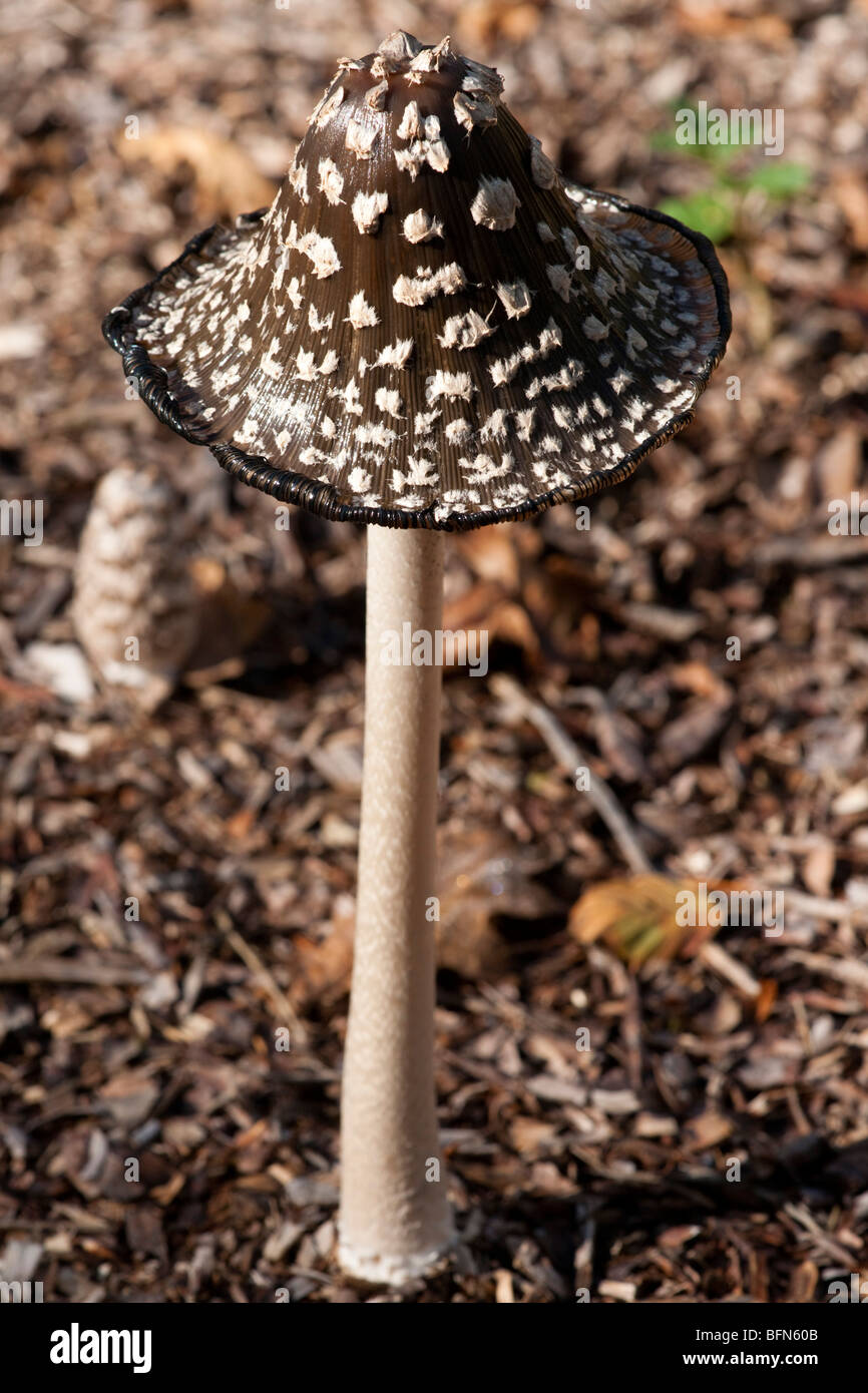Toadstool veil gill hi-res stock photography and images - Alamy