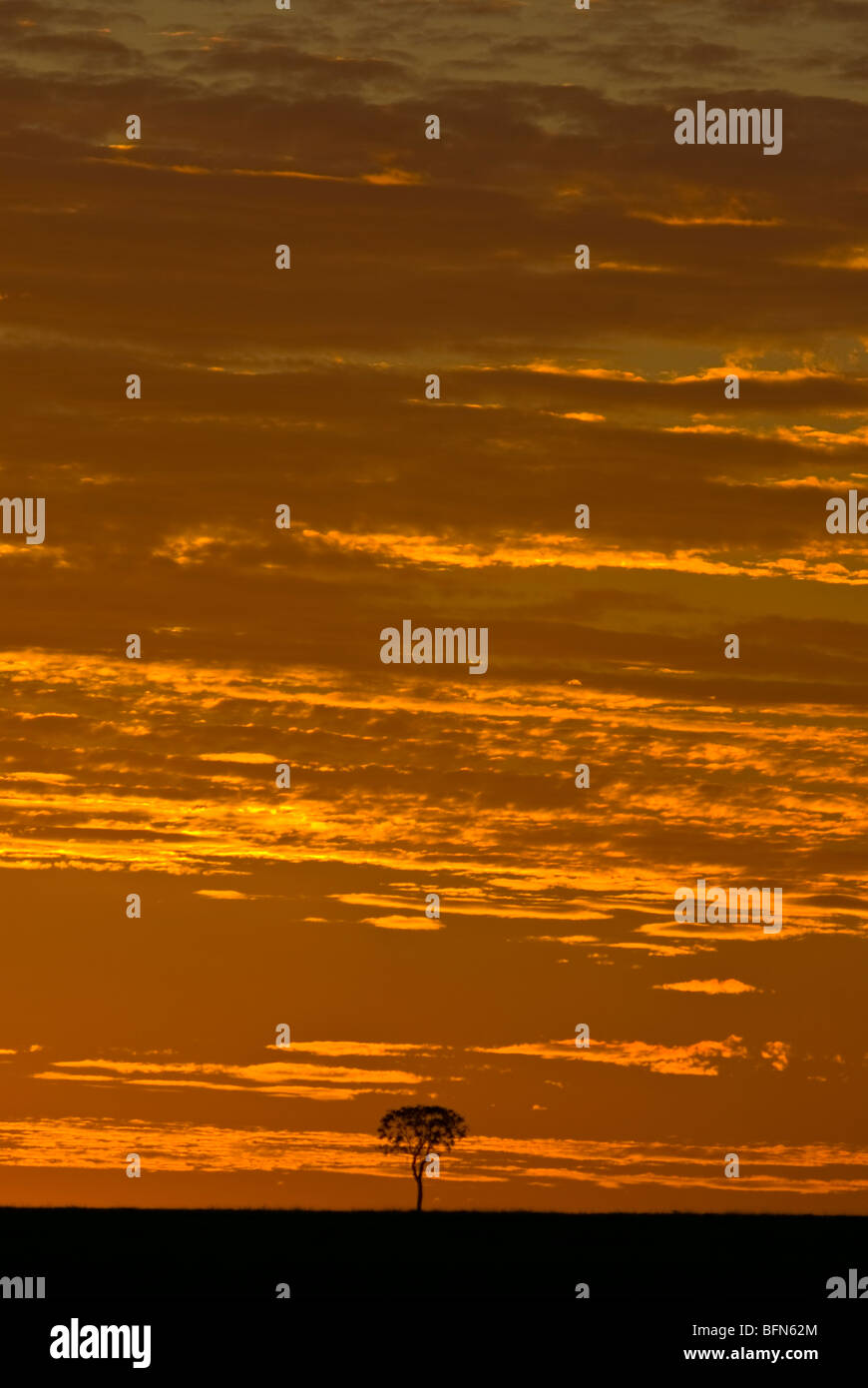 A cattle hi-res stock photography and images - Alamy