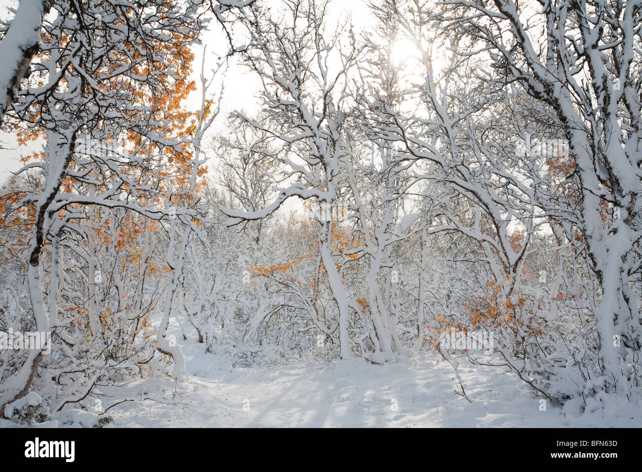 The first snow hi-res stock photography and images - Alamy