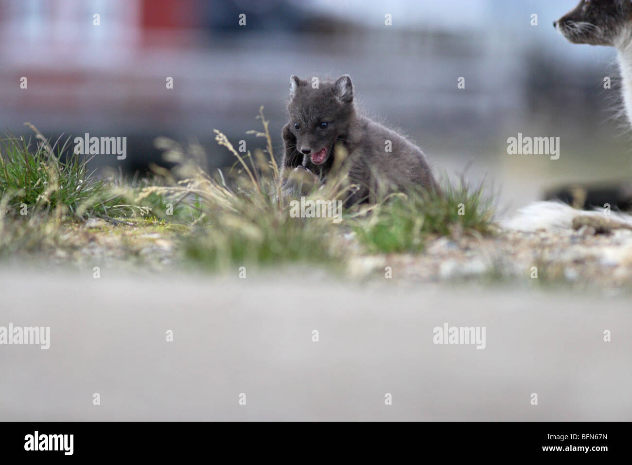 young arctic foxes playing on tundra Stock Photo - Alamy