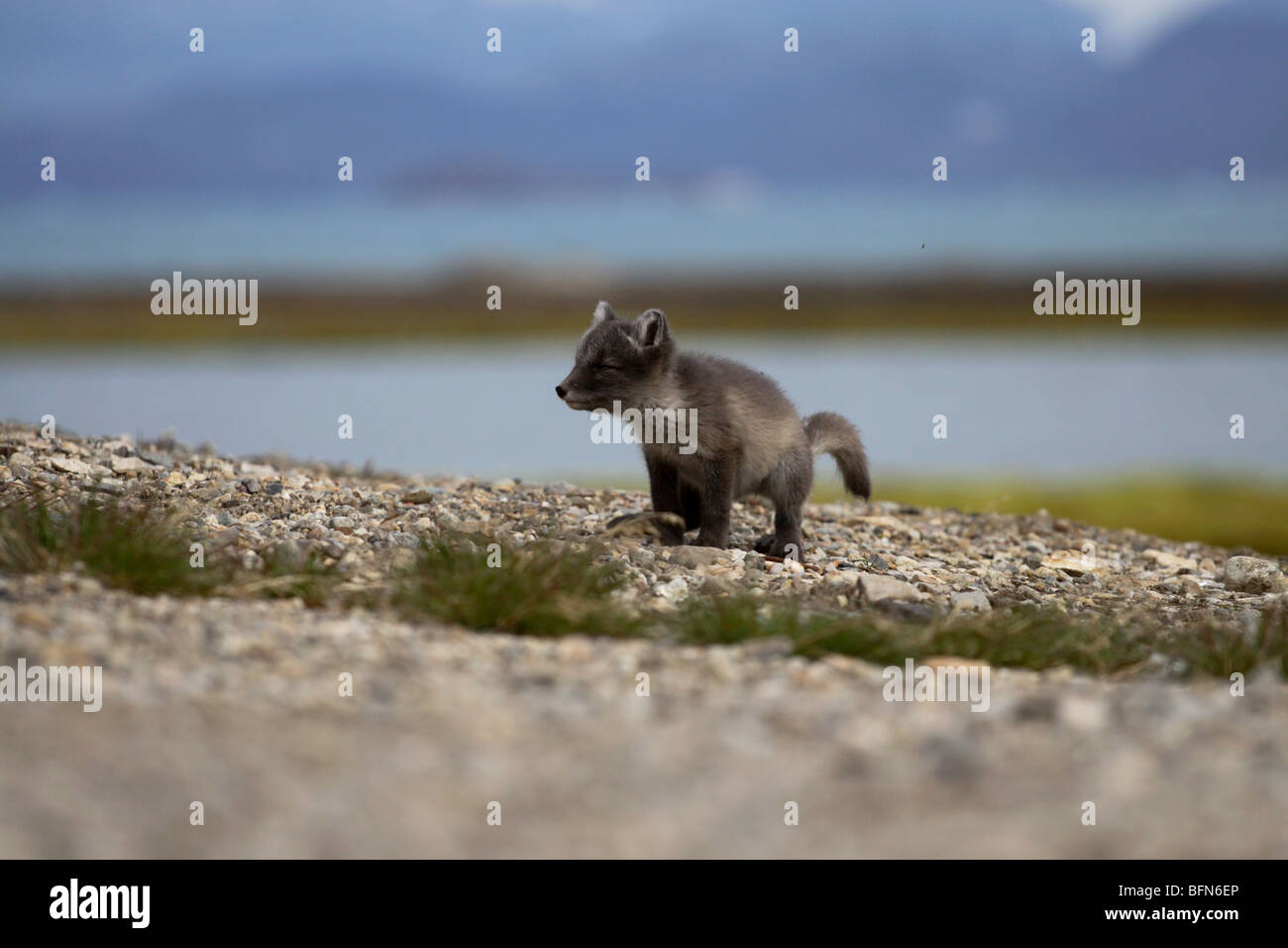 Arctic fox walking on tundra Stock Photo - Alamy
