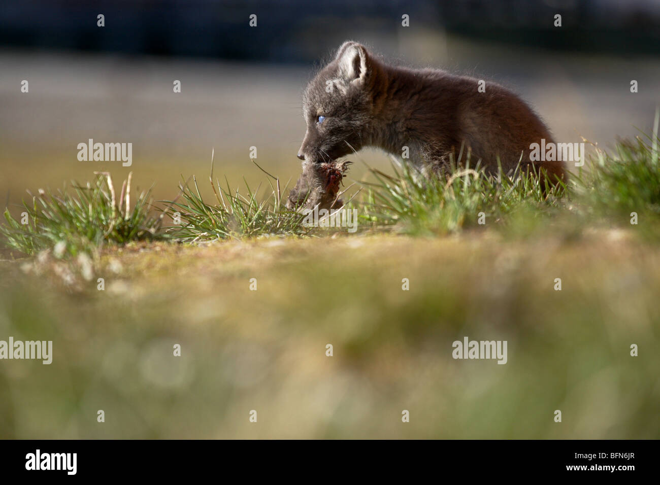 Arctic fox walking on tundra Stock Photo - Alamy