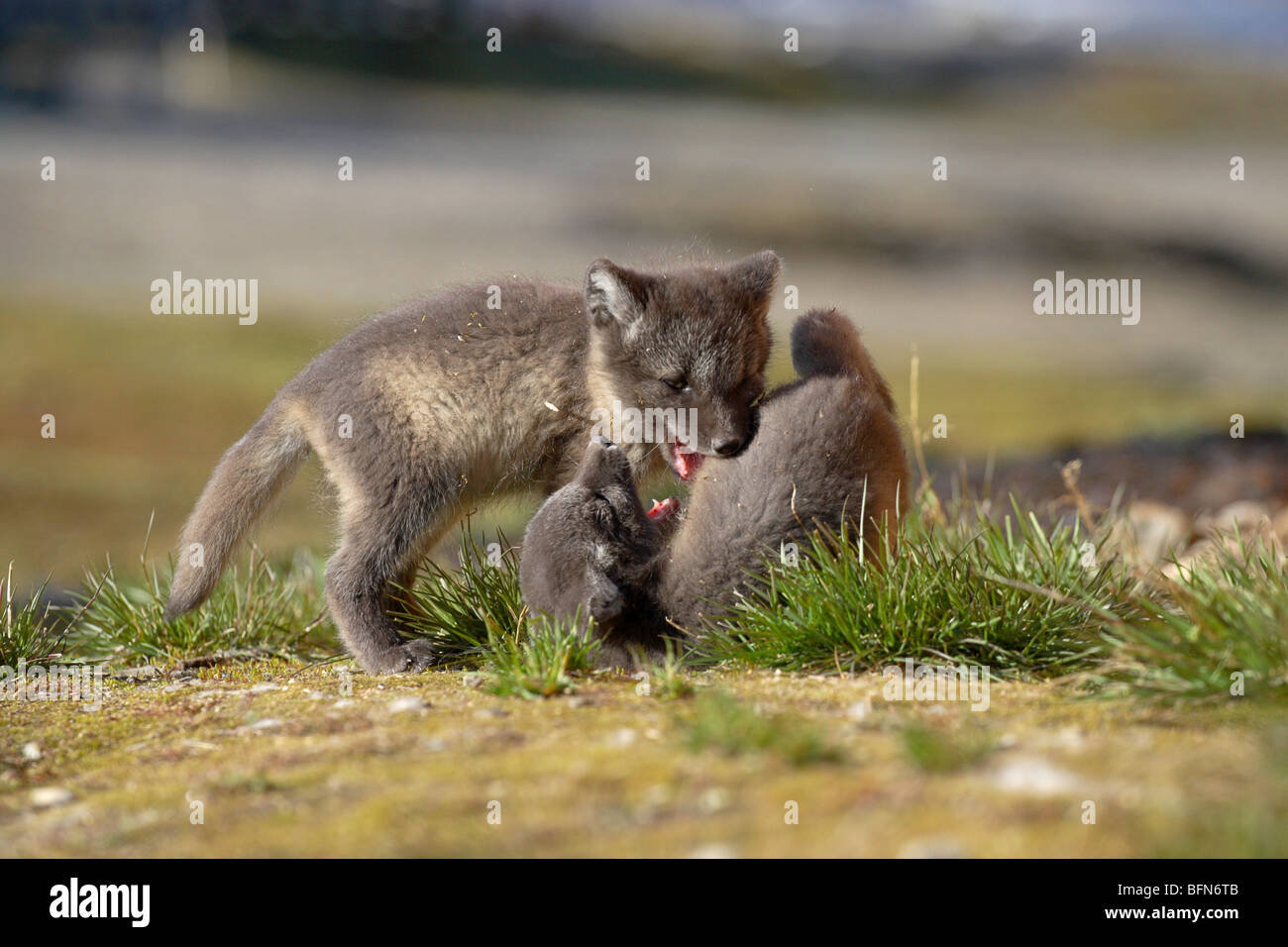 young arctic foxes playing on tundra Stock Photo - Alamy