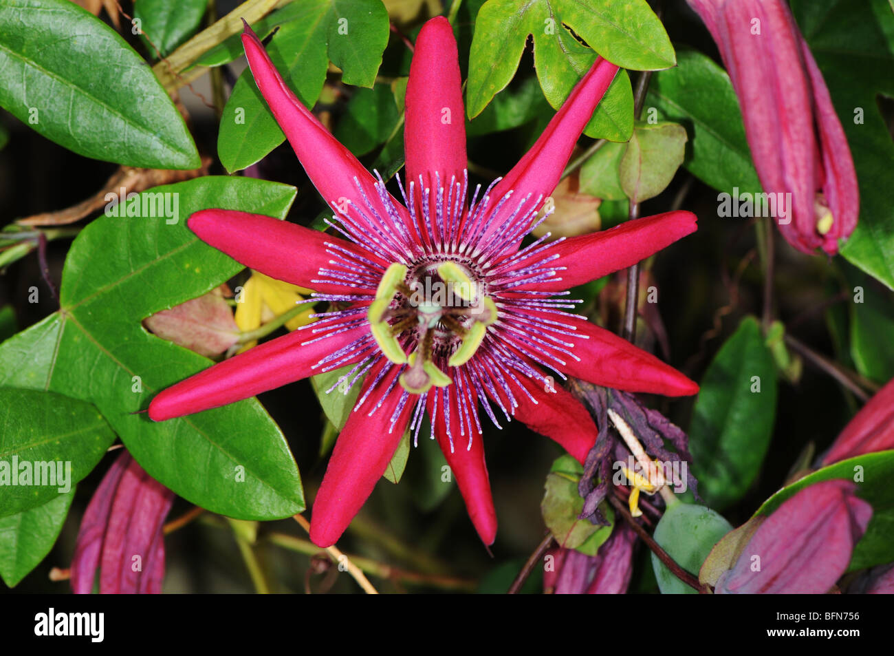 Passiflora "Pura Vida" Red Stock Photo - Alamy