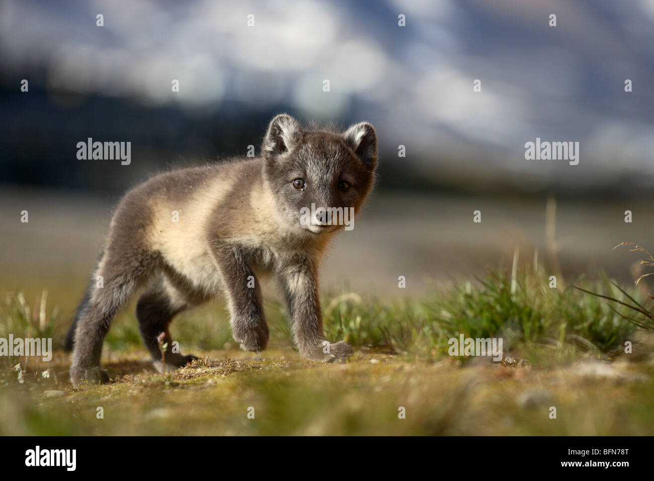 Arctic fox hi-res stock photography and images - Alamy