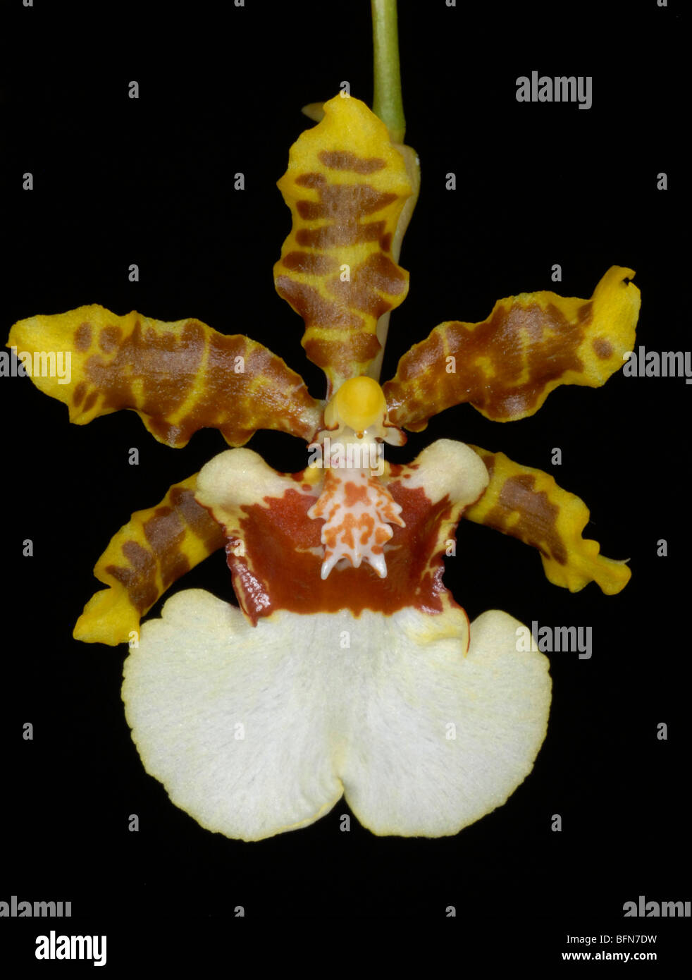 orchid flower closeup Stock Photo - Alamy