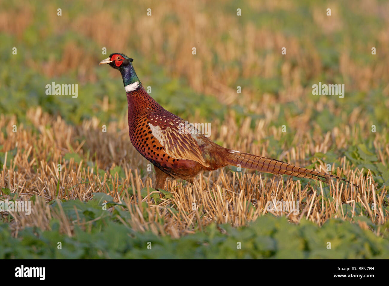 Male cock Common Pheasant Stock Photo - Alamy
