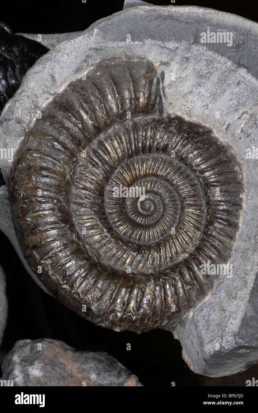 Ammonite fossil hi-res stock photography and images - Alamy