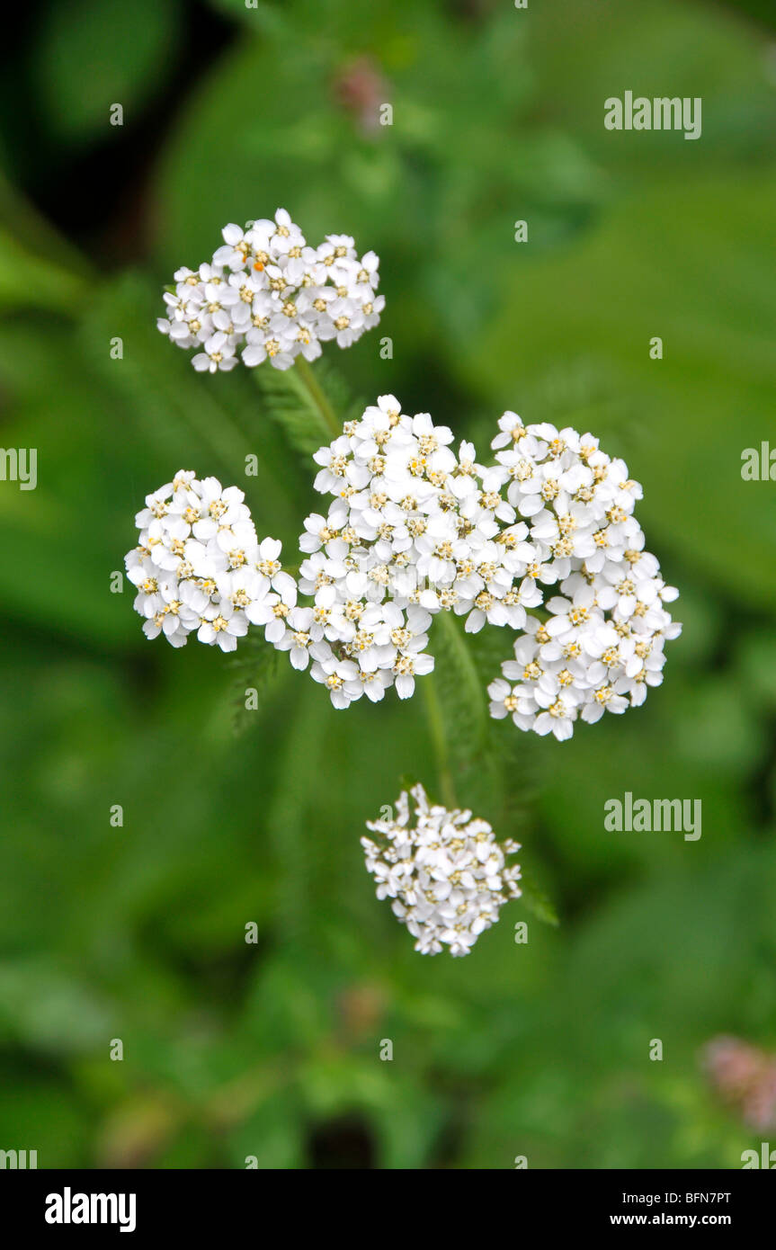 White Wildflowers near Dorion and Ouimet Ontario Canada Stock Photo - Alamy