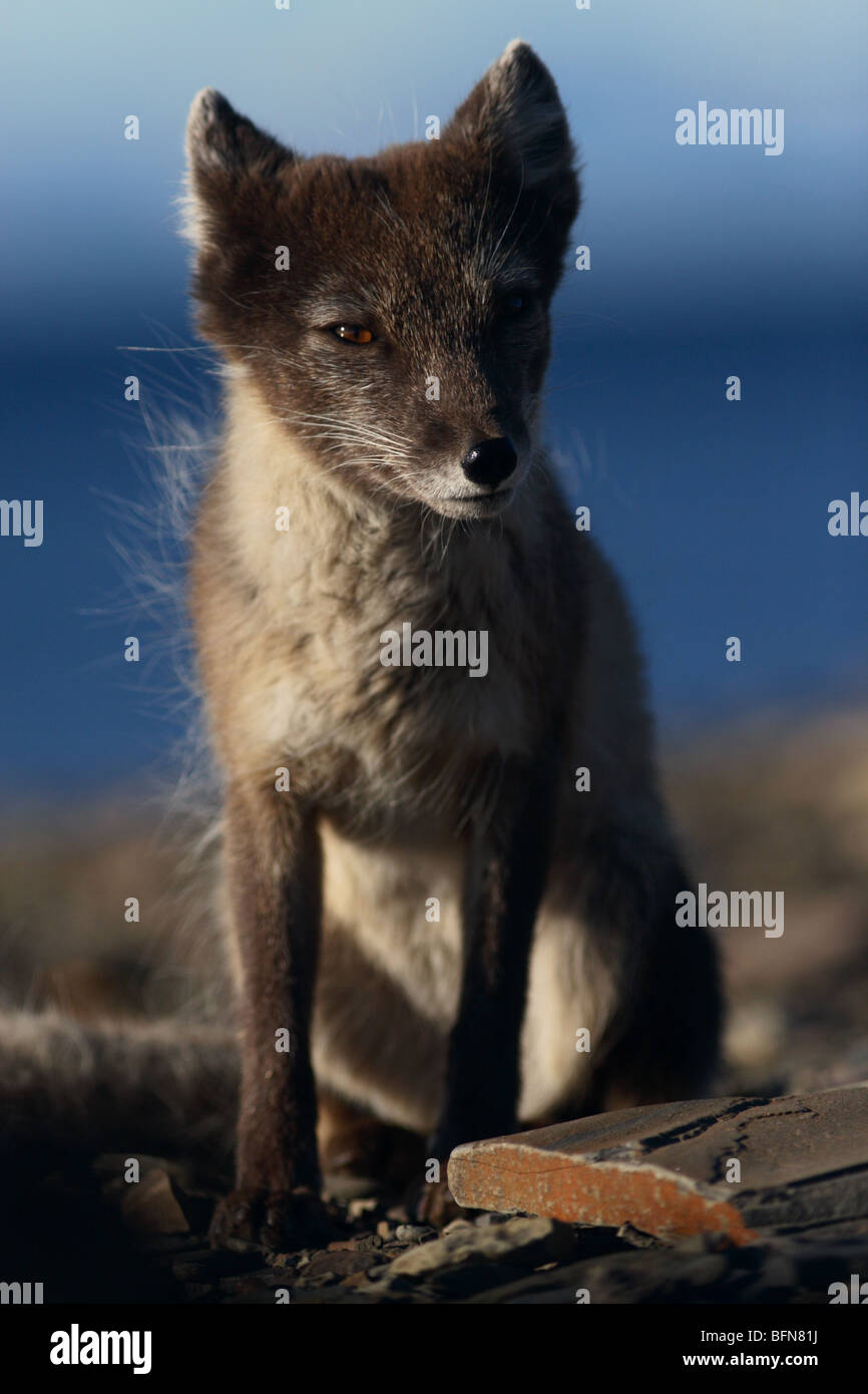 Arctic fox walking on tundra Stock Photo - Alamy