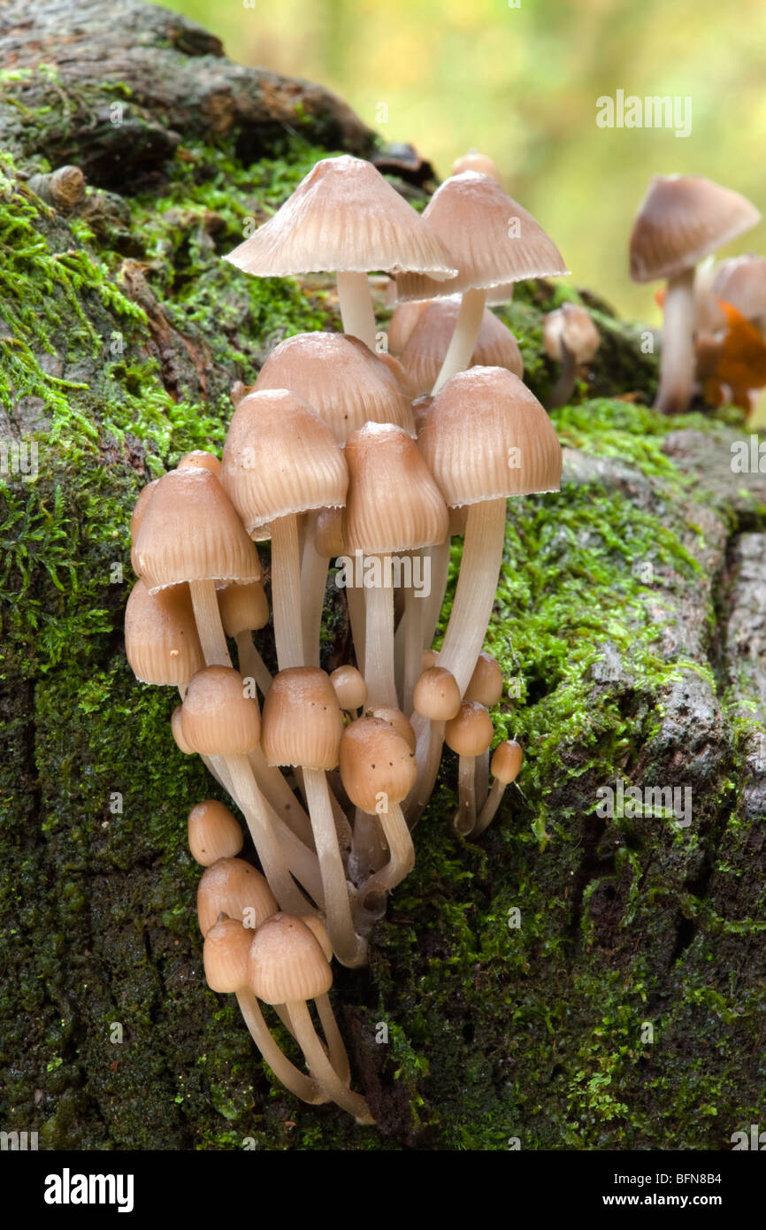 Rooting Bonnet-cap; Mycena galericulata; tree trunk; Cornwall Stock ...