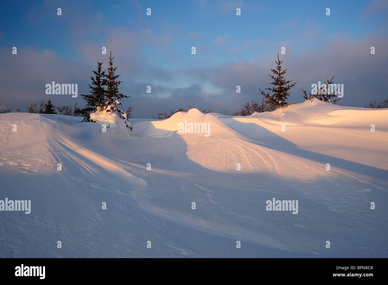 Wind stunted trees hi-res stock photography and images - Alamy