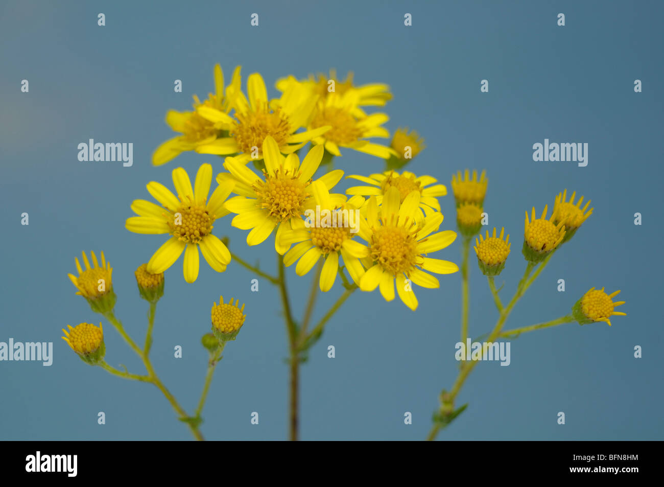 Common Ragwort, Jacobea, Staggerwort (Senecio jacobaea), flowering ...