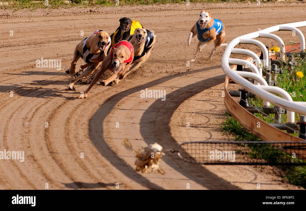 Greyhounds chasing the hare Stock Photo - Alamy