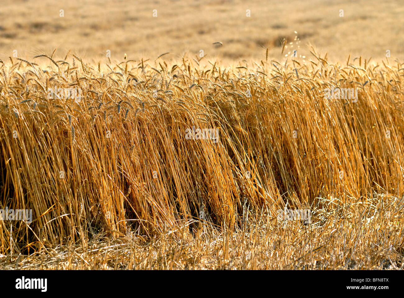 wheat stalk and grain ready for harvest Stock Photo - Alamy