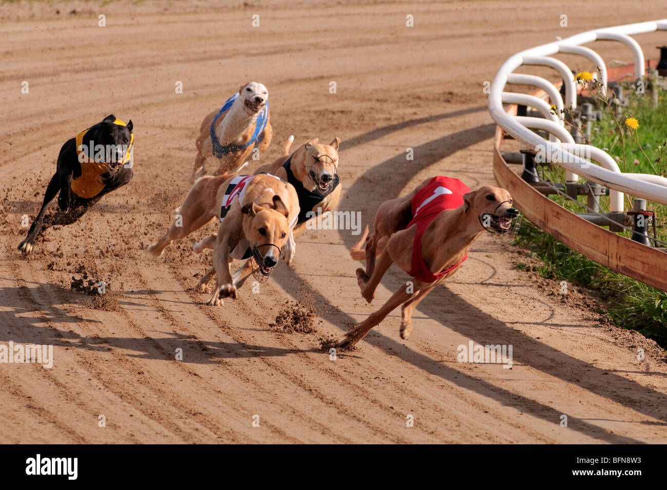 Greyhounds racing Stock Photo - Alamy