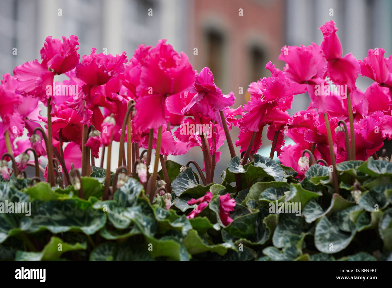 Close up with a compact group of primrose plants on the flower market ...