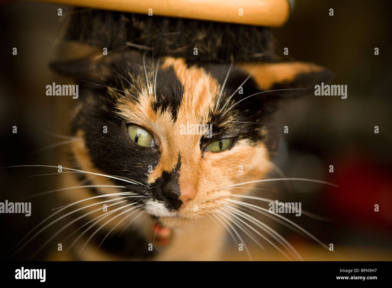 Moggy cat grooming hi-res stock photography and images - Alamy