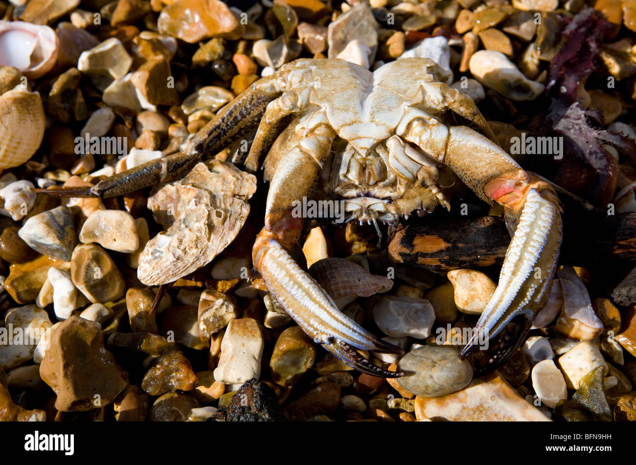 Common shore crab hi-res stock photography and images - Alamy