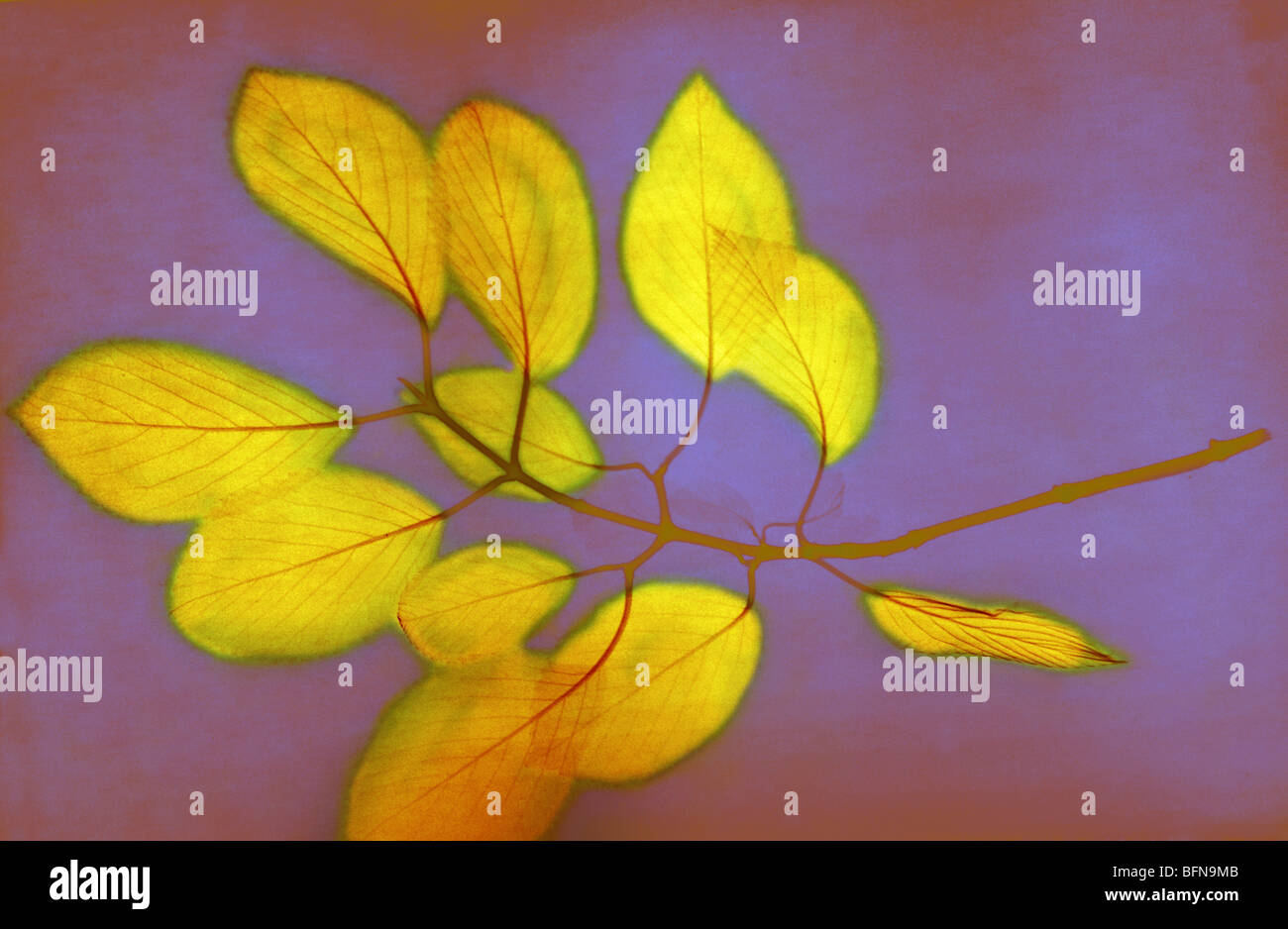 color enhanced x-ray of a tree branch with leaves Stock Photo - Alamy