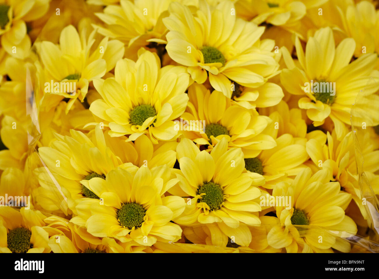 Yellow autumnal bouquet of daisies Stock Photo - Alamy
