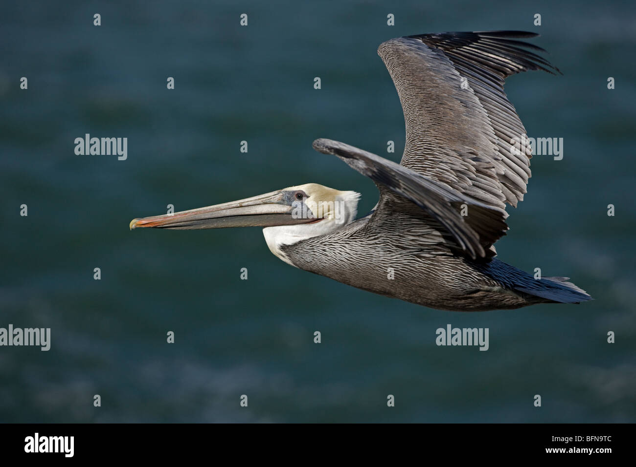 Brown Pelican (Pelecanus occidentalis) - Southern California - Released ...