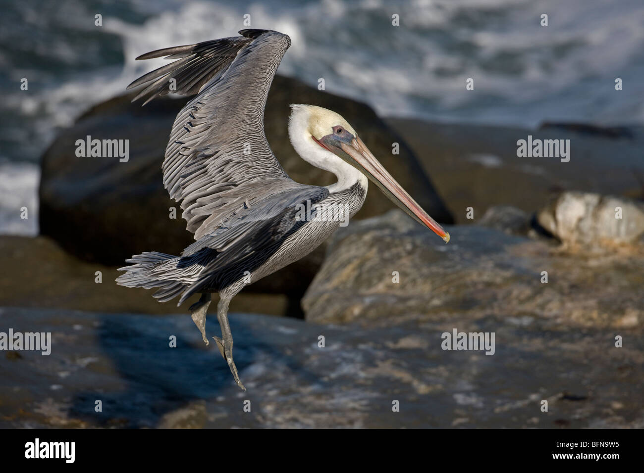 Brown Pelican (Pelecanus occidentalis) - Southern California - Released ...
