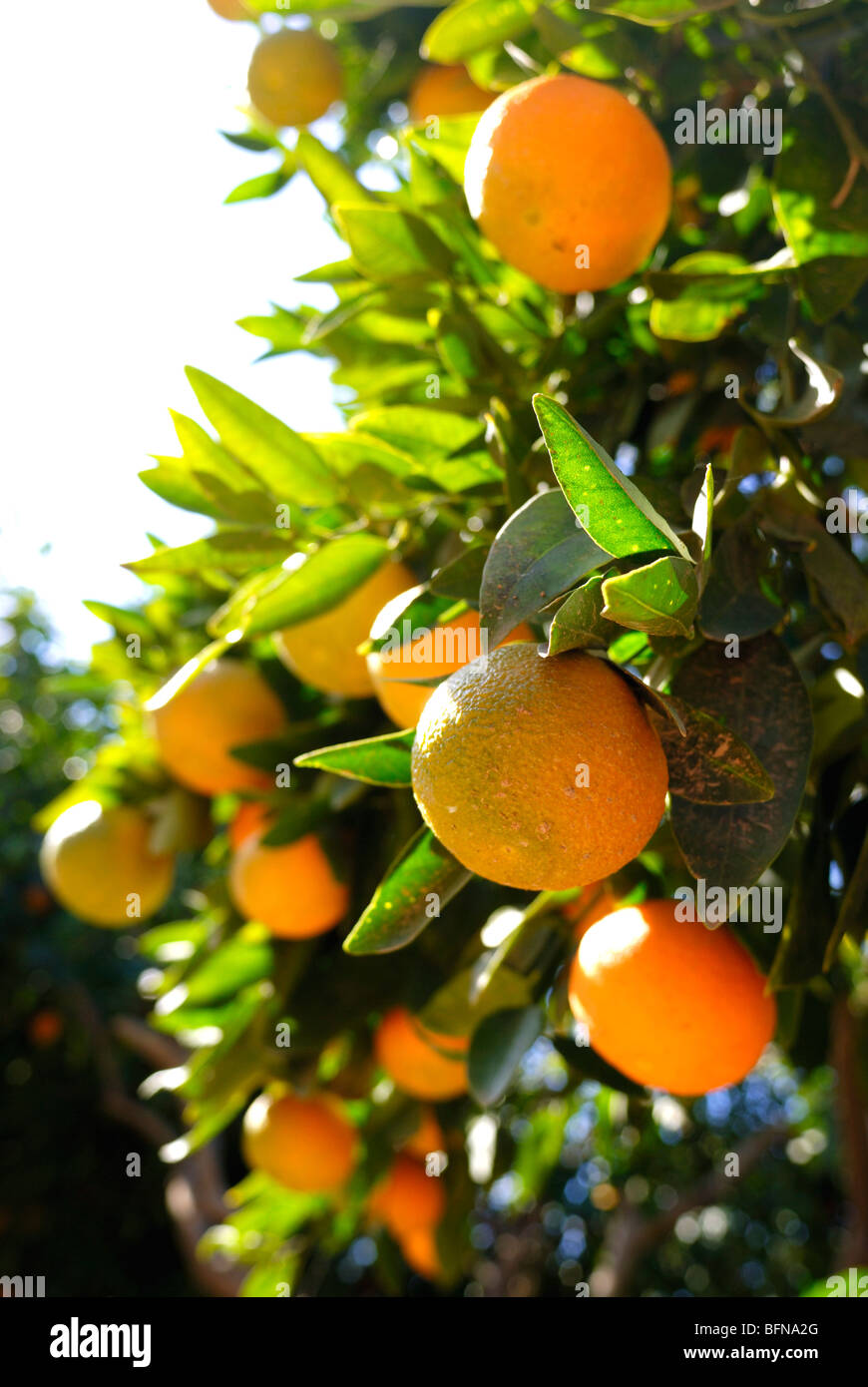Oranges fruit tree hi-res stock photography and images - Alamy