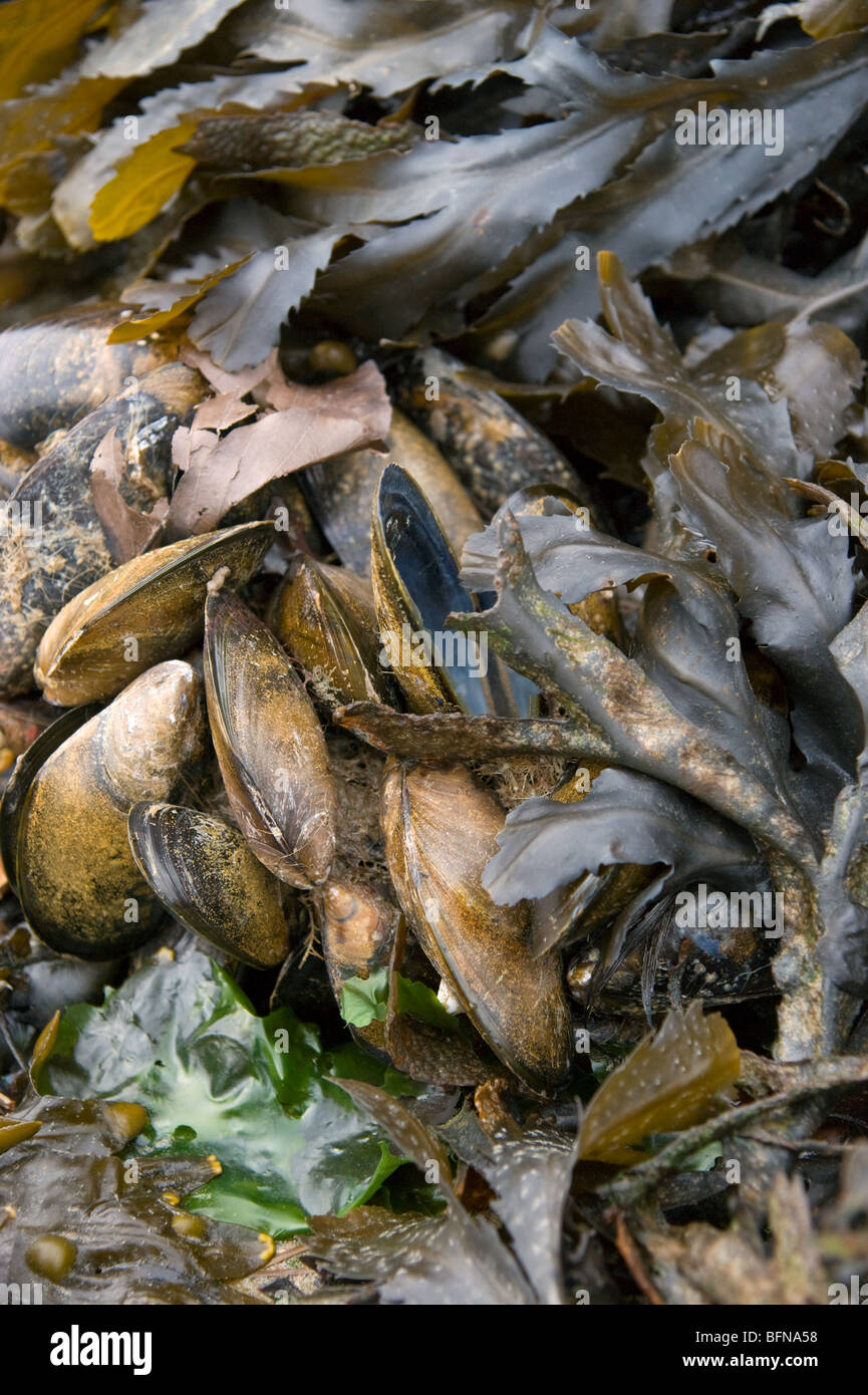 Seashells and seaweed hi-res stock photography and images - Alamy