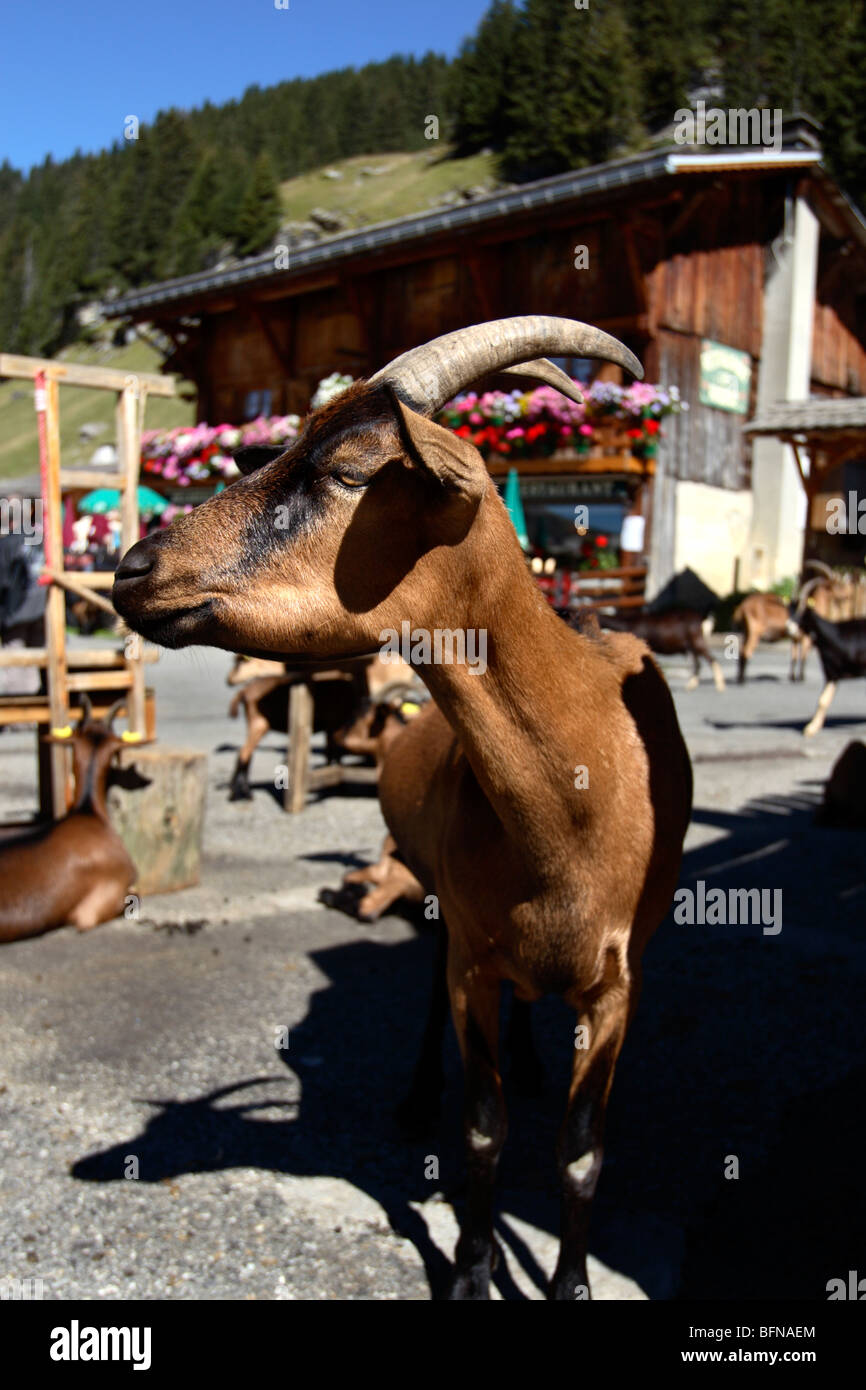 Alpine goats in the village of Les Lindarets, France Stock Photo - Alamy