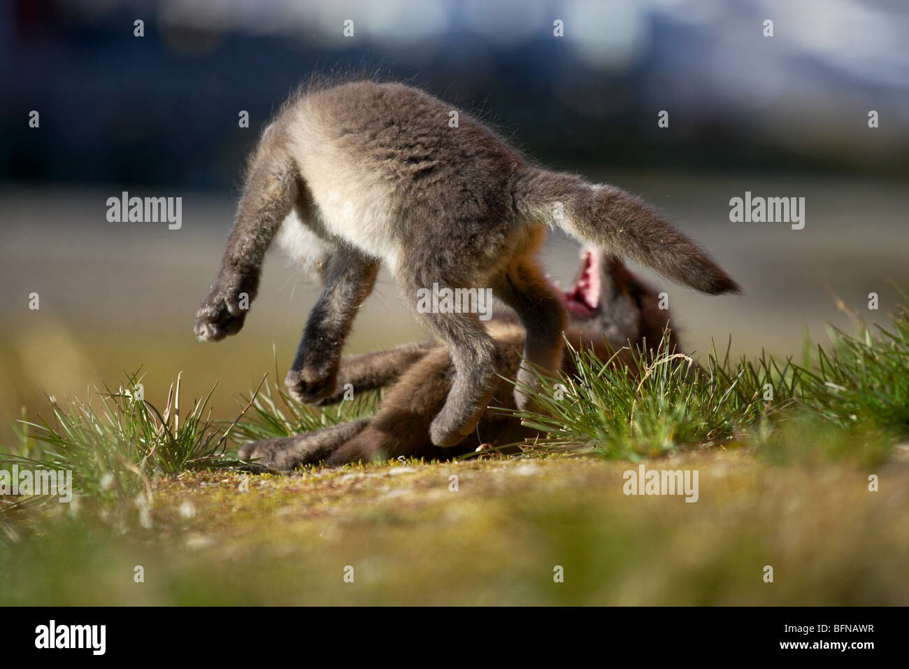 Svalbard foxes hi-res stock photography and images - Alamy