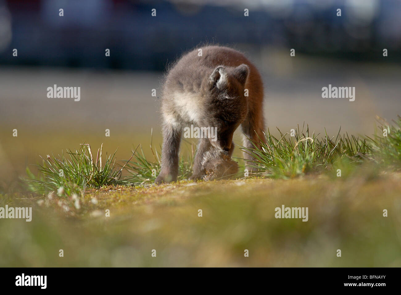Arctic fox walking on tundra Stock Photo - Alamy