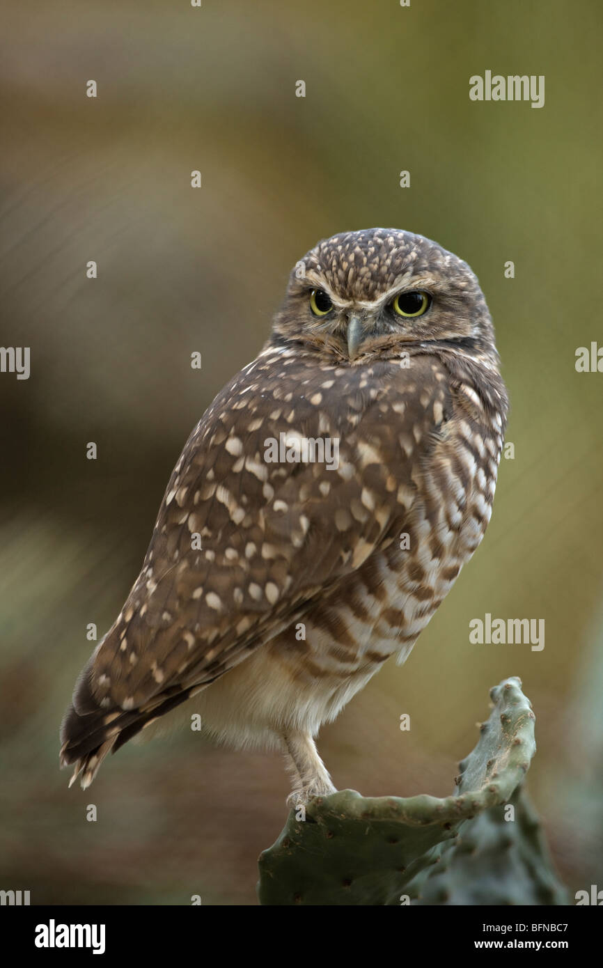 Smallest north american owl hi-res stock photography and images - Alamy