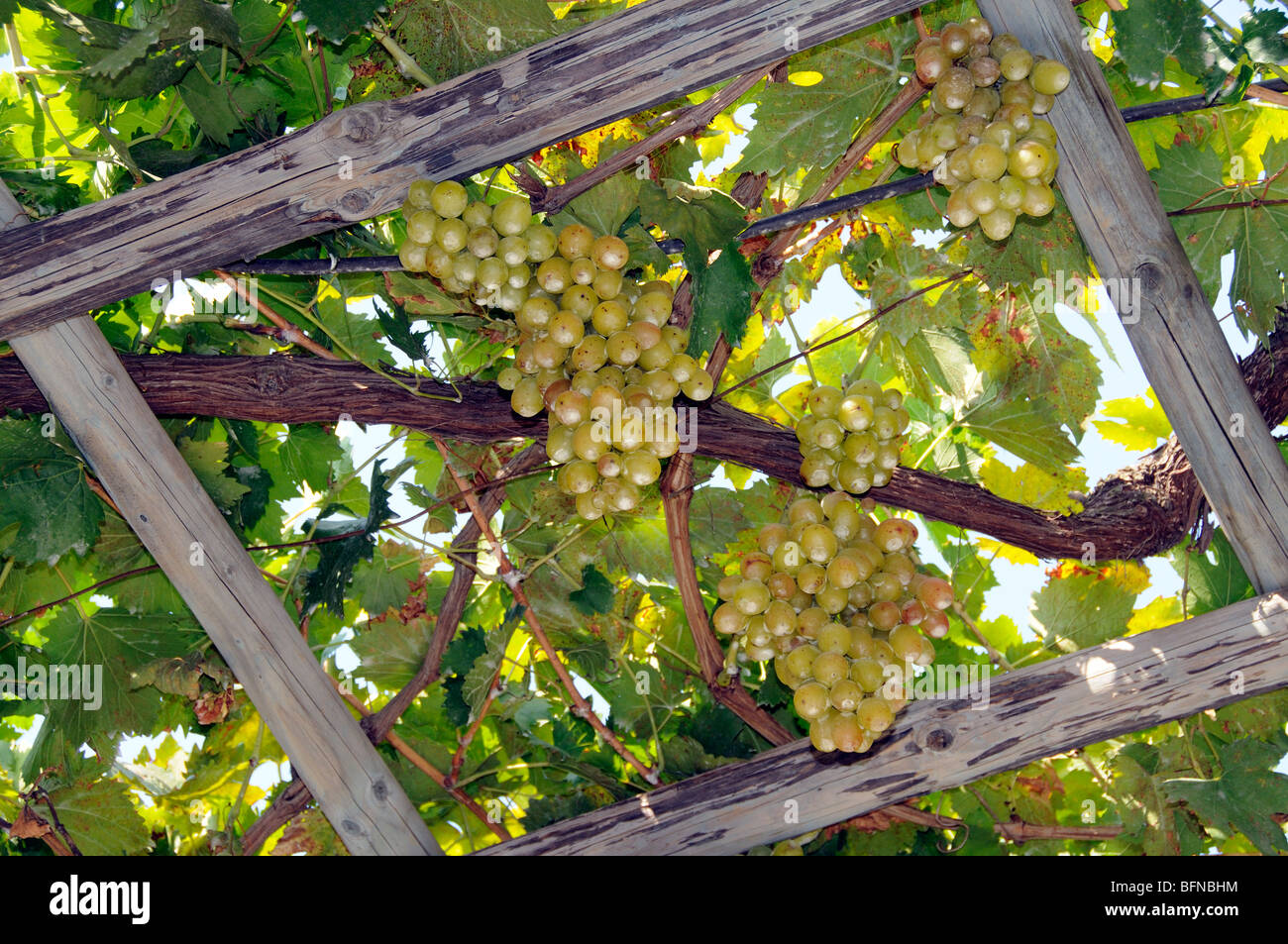 Eating grapes growing overhead on a terrace northern Greece Stock Photo ...