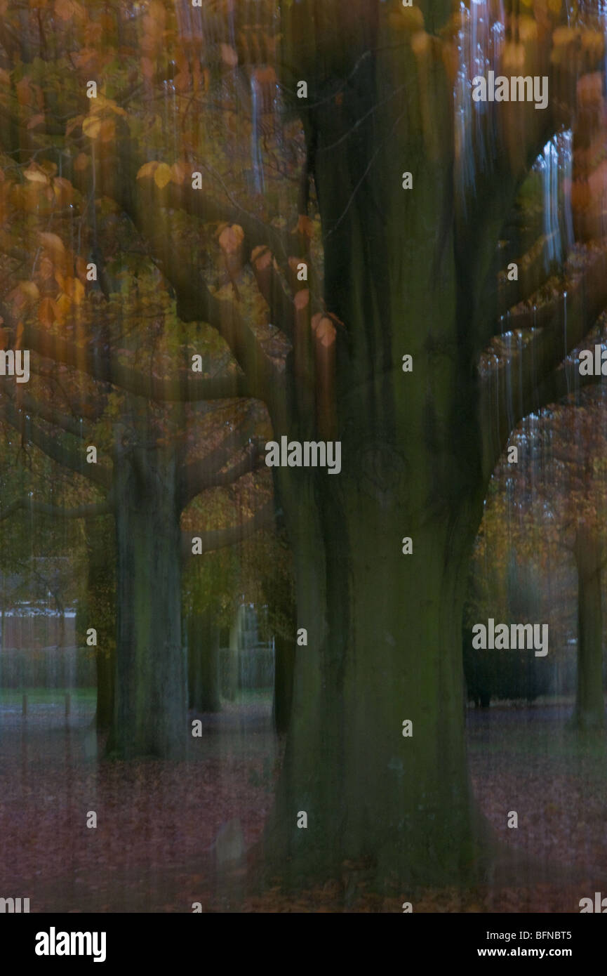 Beech trees in Autumn in the War Memorial Park, Coventry Stock Photo ...
