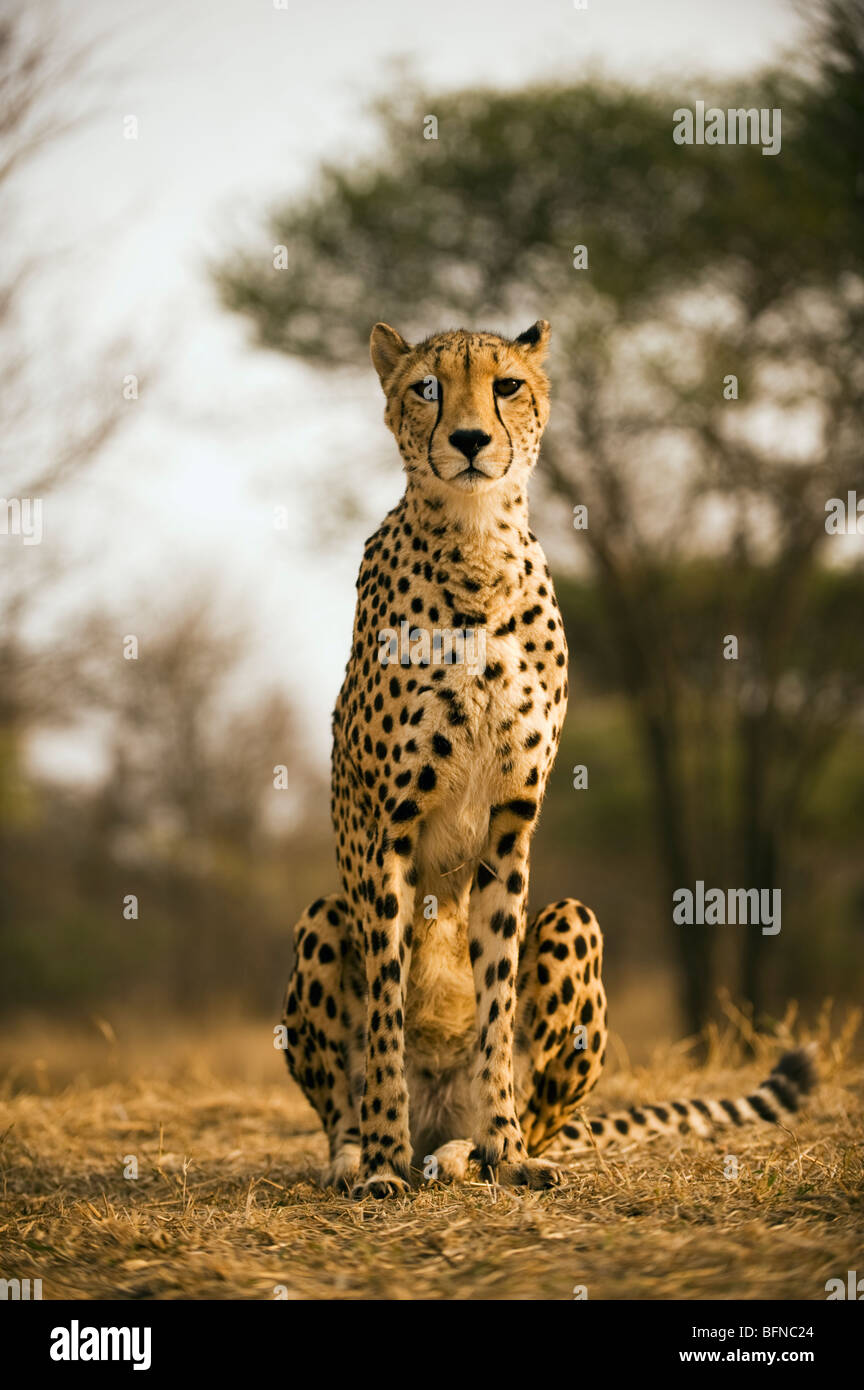 Portrait of a Cheetah Stock Photo - Alamy
