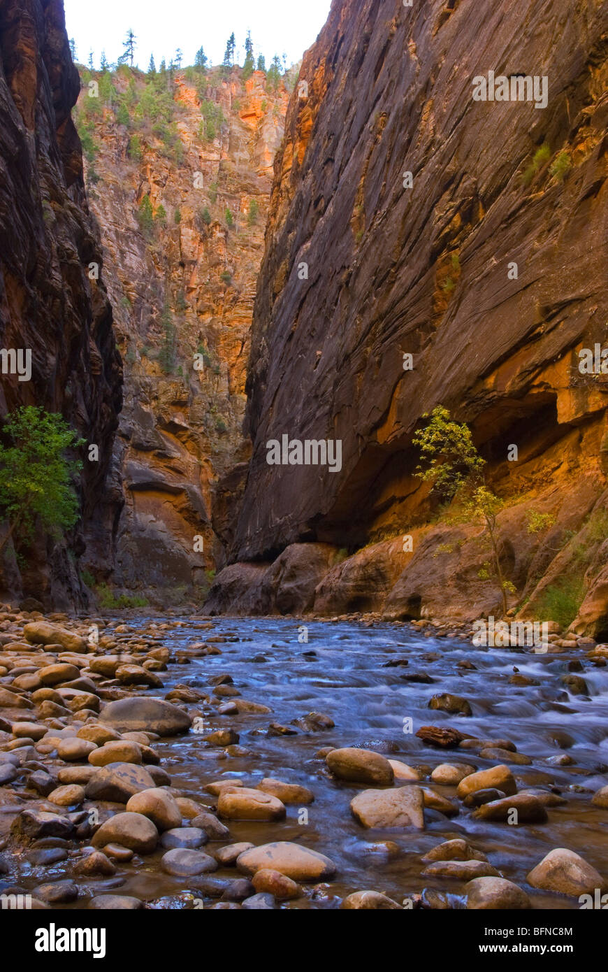 Zion National Park Narrows Virgin river Utah Stock Photo - Alamy
