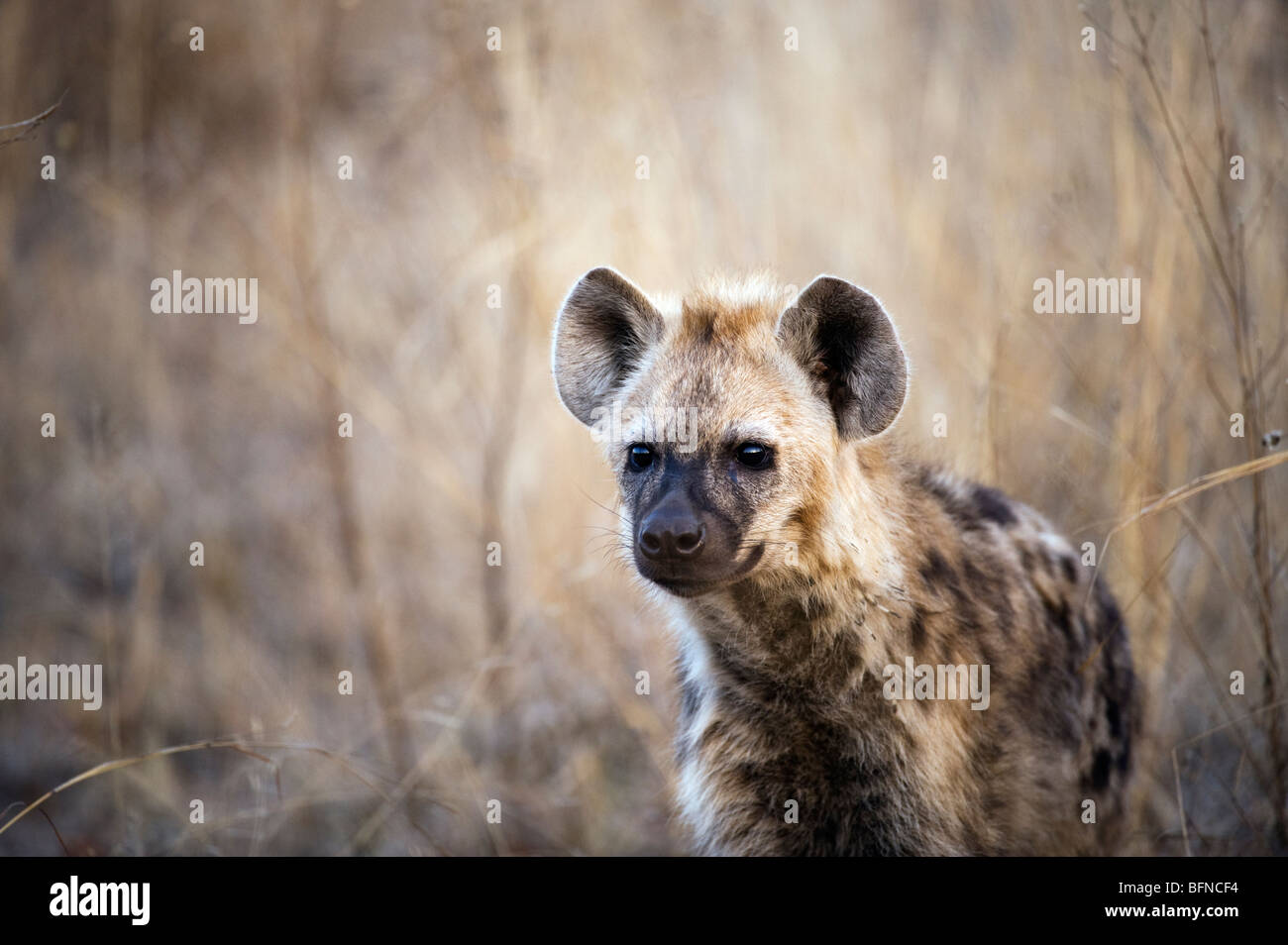 Hyena hi-res stock photography and images - Alamy
