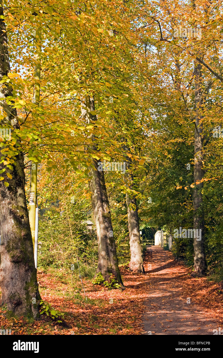 Path lined with trees with fall leaves hi-res stock photography and ...