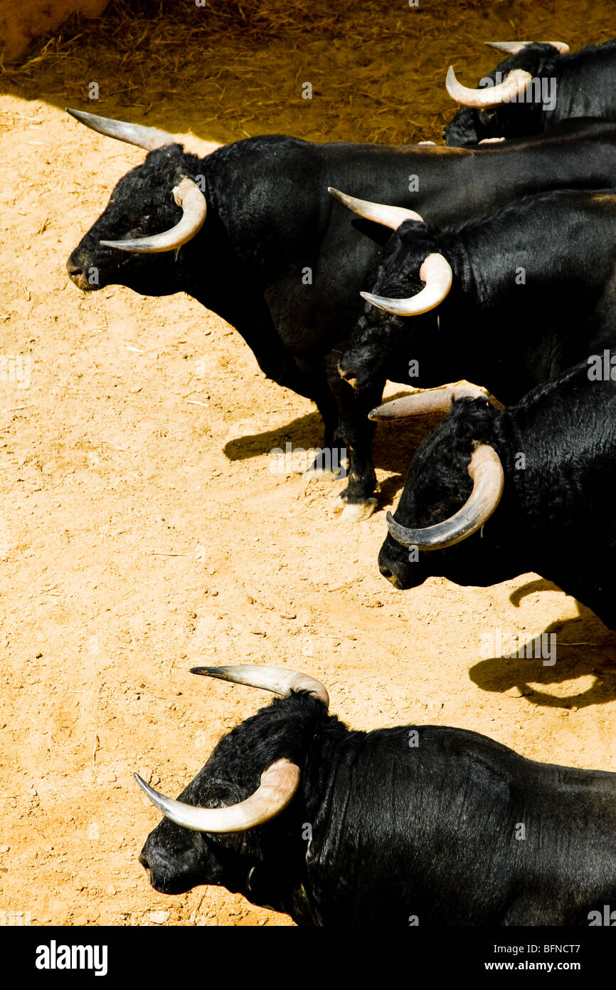 Fighting bulls in the corral behind the bull fighting arena in the ...