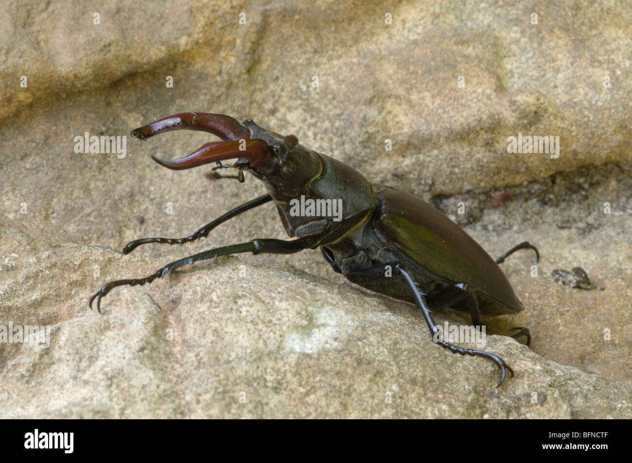 Stag beetle (Lucanus cervus) male. West Sussex, UK. June Stock Photo ...