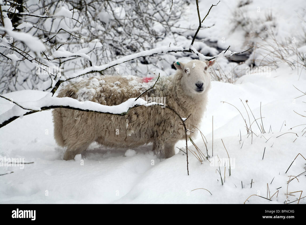 Solitary sheep in deep snow Stock Photo - Alamy