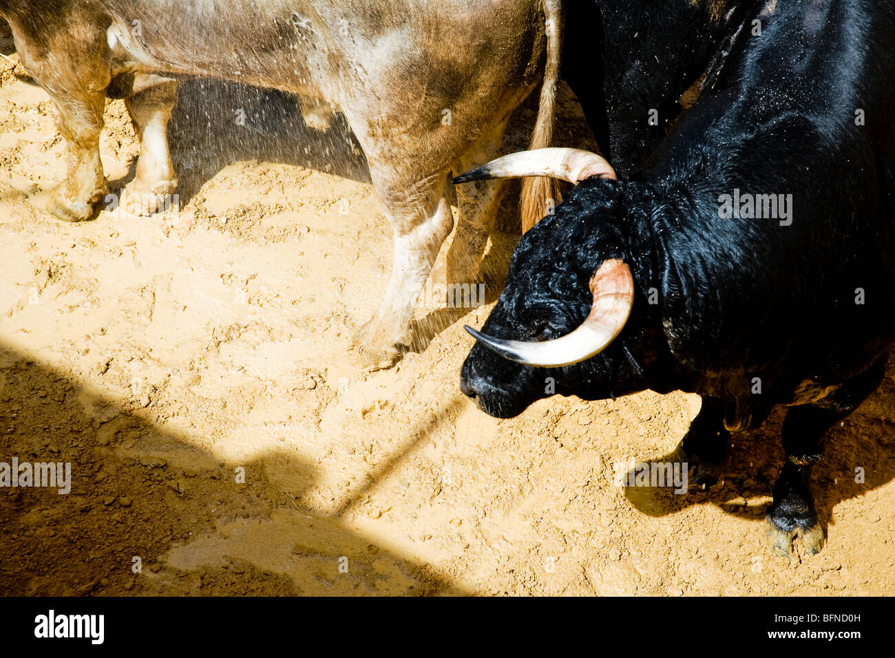 Fighting bulls sprayed with water in the corral behind the bull ...